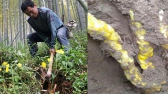 Người đàn ông 'đổi đời' trong lúc cuốc đất tìm măng, đào được 'kho báu ...