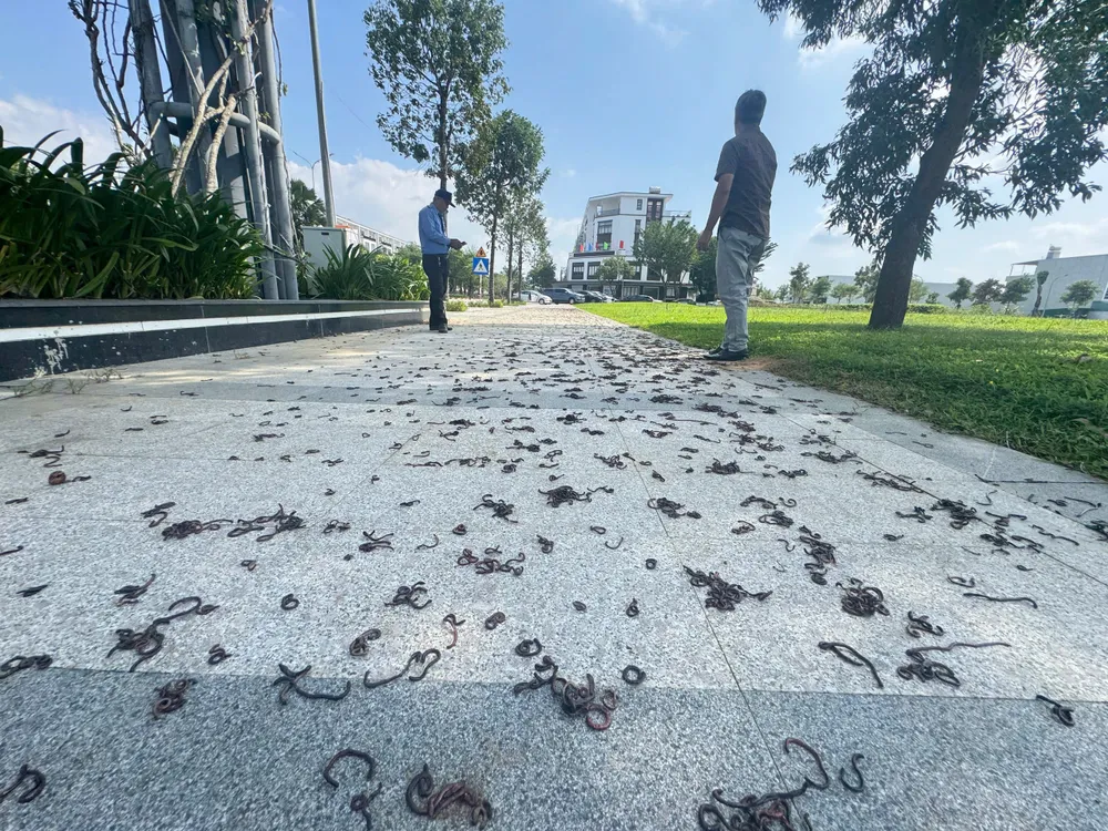 Lý giải hiện tượng hàng nghìn con giun đất bò lên vỉa hè ở Quãng Ngãi ...
